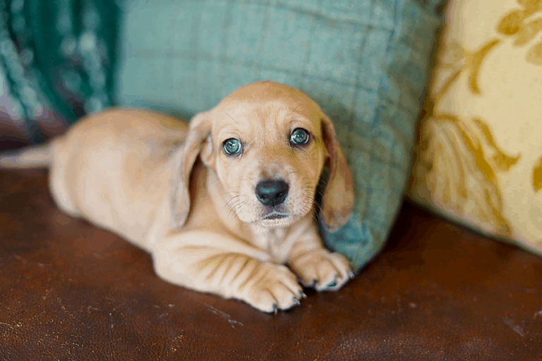 Golden Dox: Characteristics, Health, Training, Feeding, Pictures & Costs Golden Dox: Characteristics, Health, Training, Feeding, Pictures & Costs