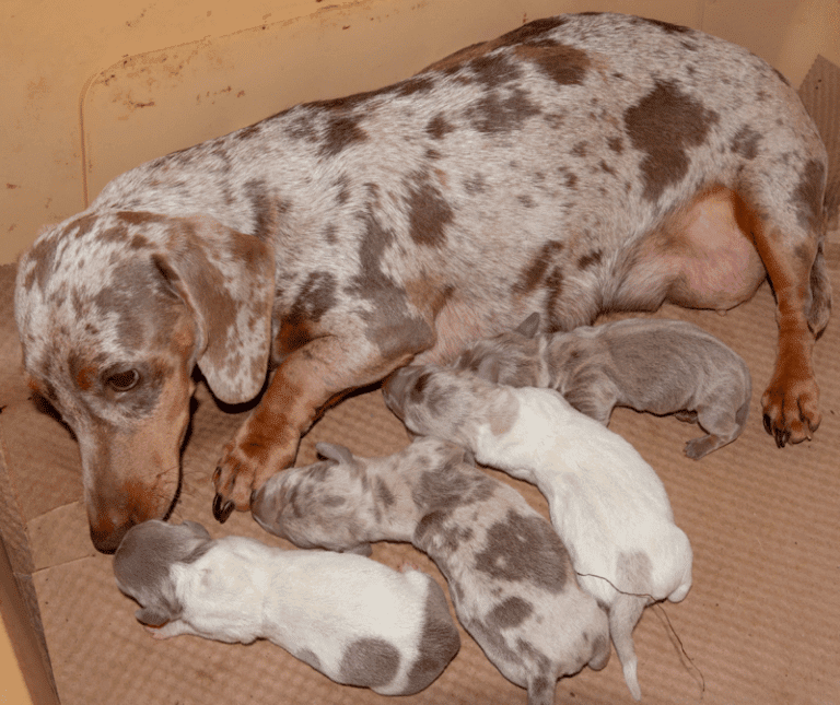 Top 14 Best Dachshund Breeders in Georgia (GA) Top 14 Best Dachshund Breeders in Georgia (GA)